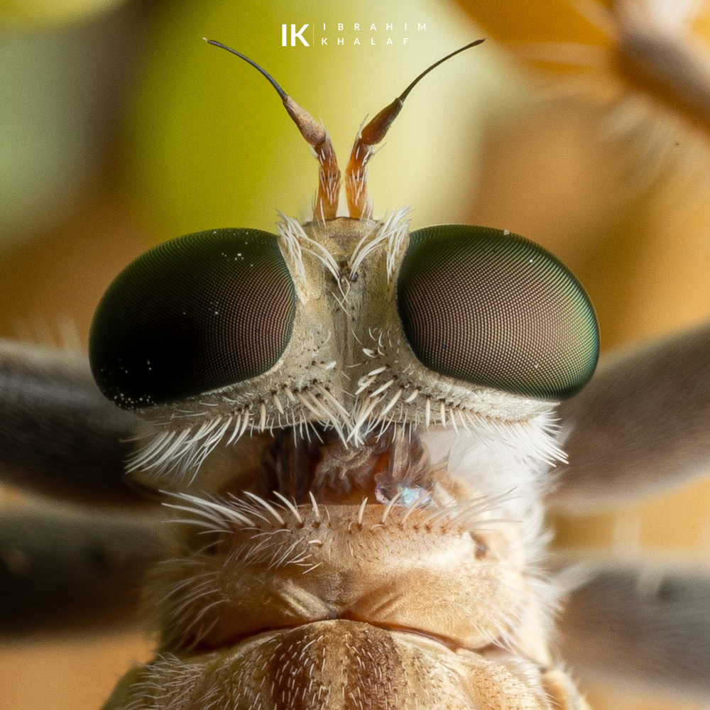 Robber fly ☠️ - Ibrahim Khalaf on Fstoppers