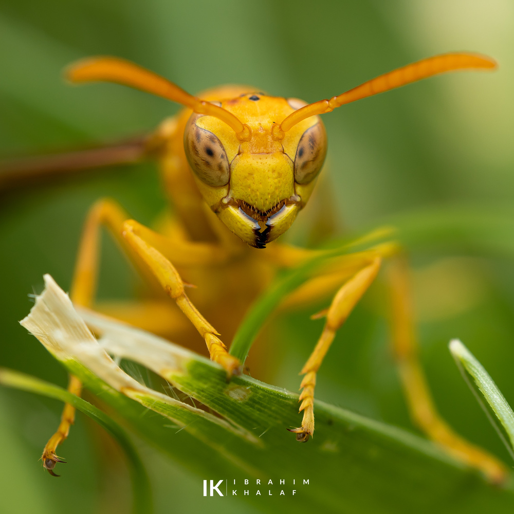 Yellow paper wasp! - Ibrahim Khalaf on Fstoppers