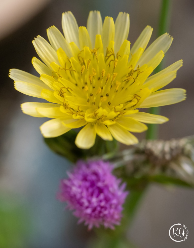 Even weeds are beautiful | Fstoppers
