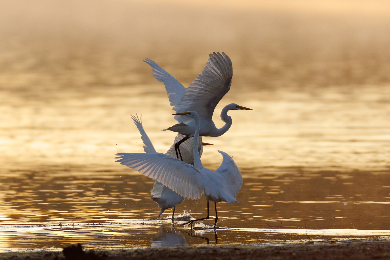 Egret Dance - Bryan Edwards on Fstoppers