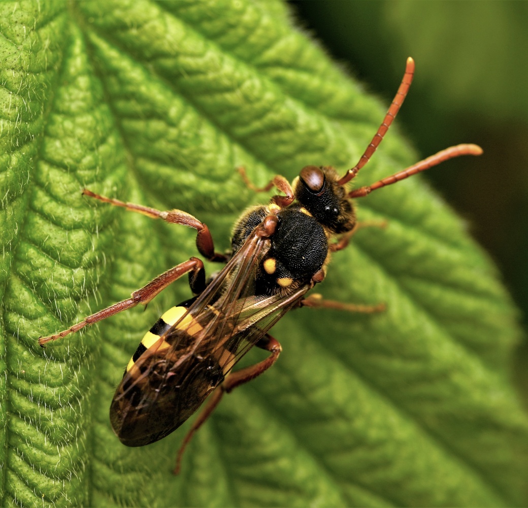 woodwasp | Fstoppers