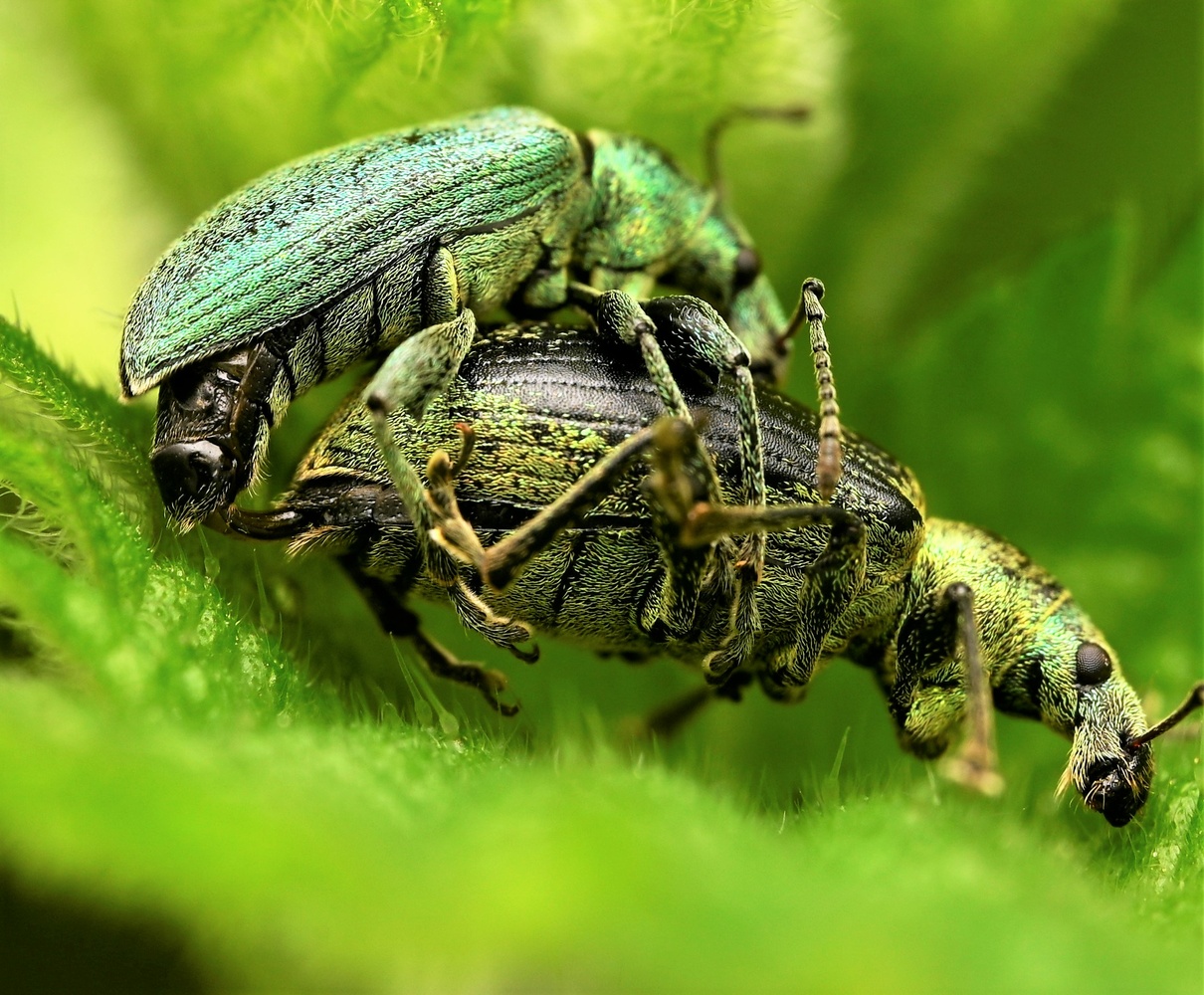 mating nettle weevils | Fstoppers