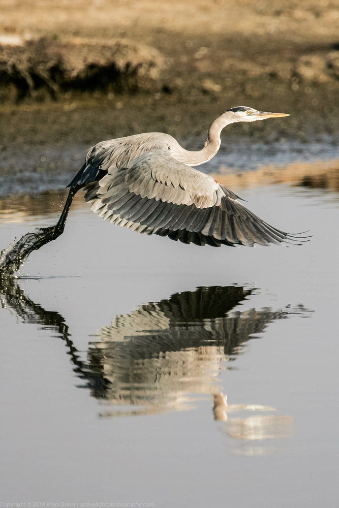 Great blue heron takeoff - Mark Bohrer on Fstoppers
