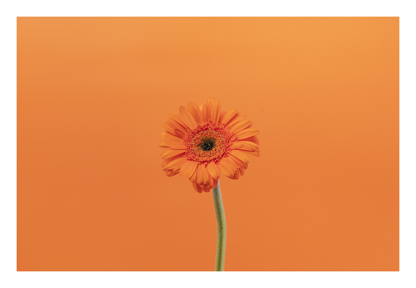 Simply orange - Robert Fullam on Fstoppers