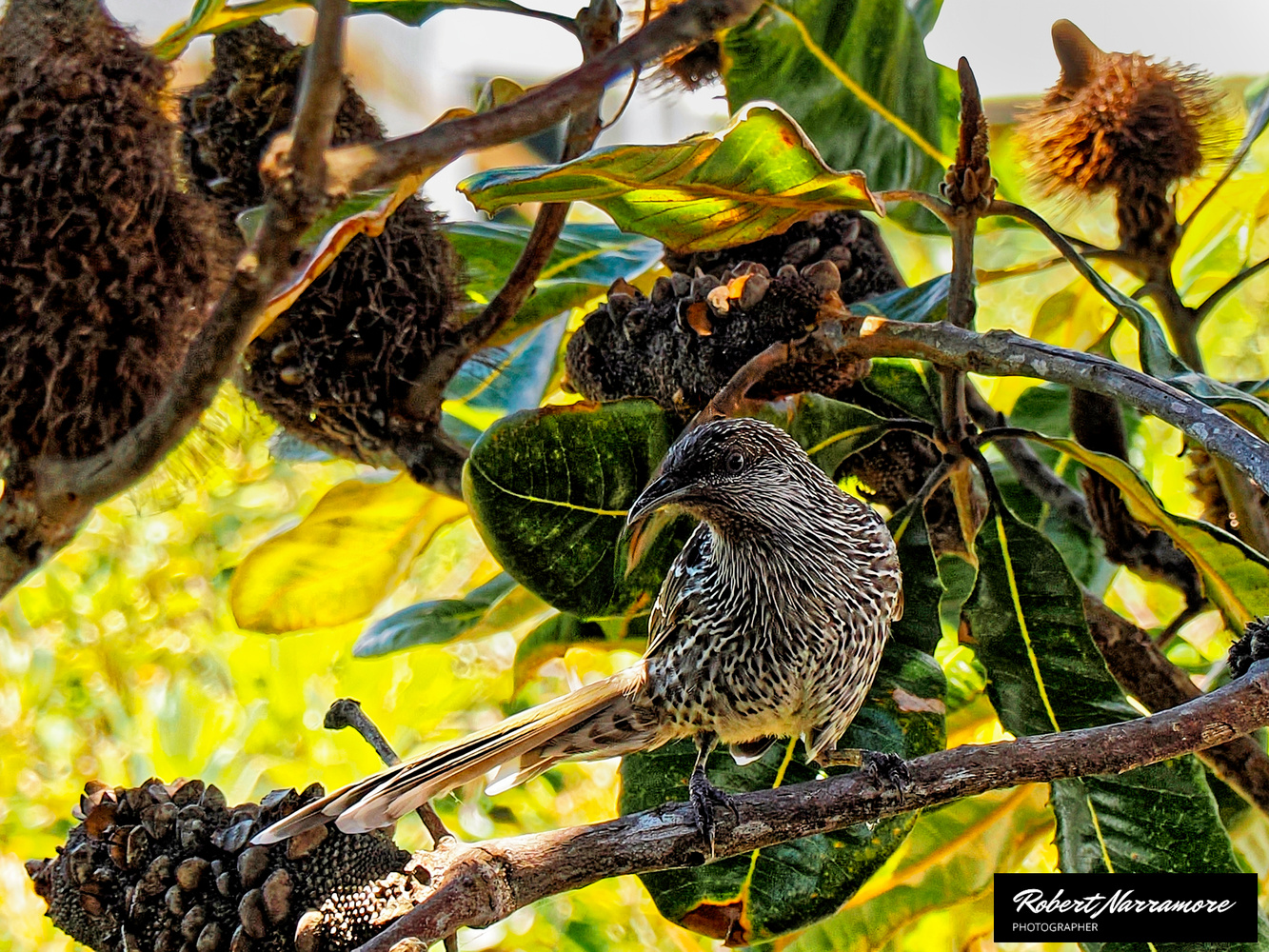 Little Wattle Bird - Robert Narramore on Fstoppers
