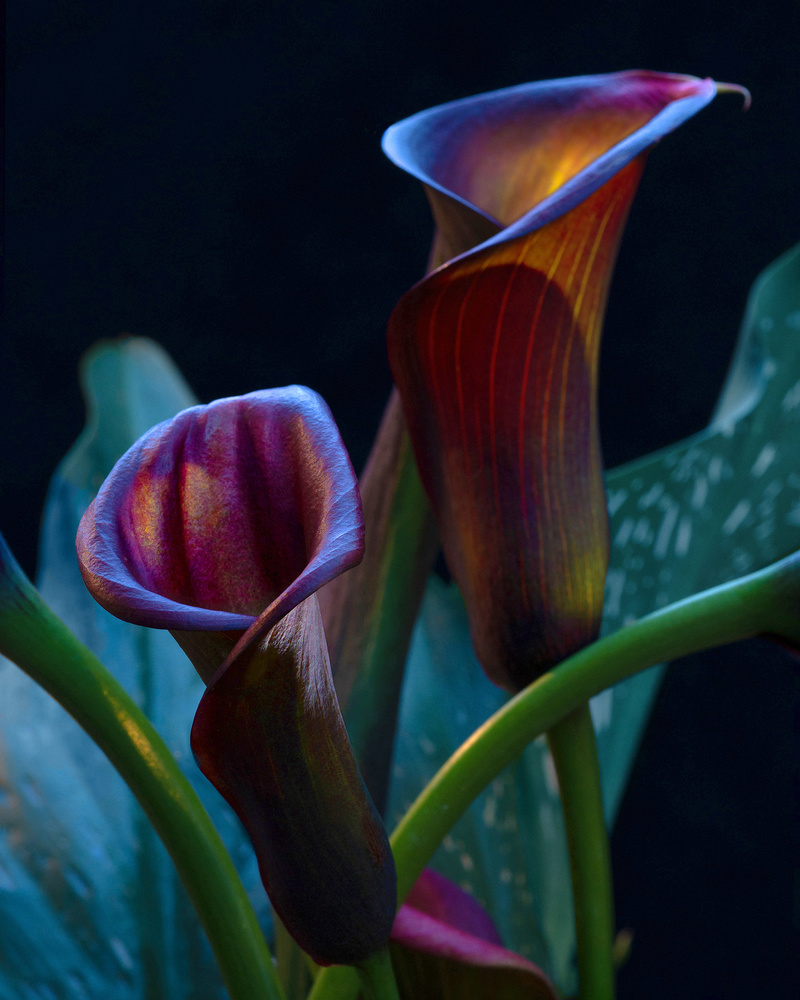 Purple Calla Lilies - Tom Nelson on Fstoppers