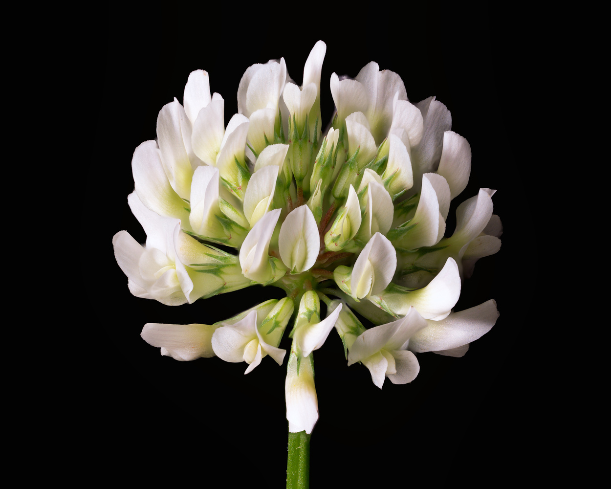 Clover Bloom - Steven Nelson on Fstoppers