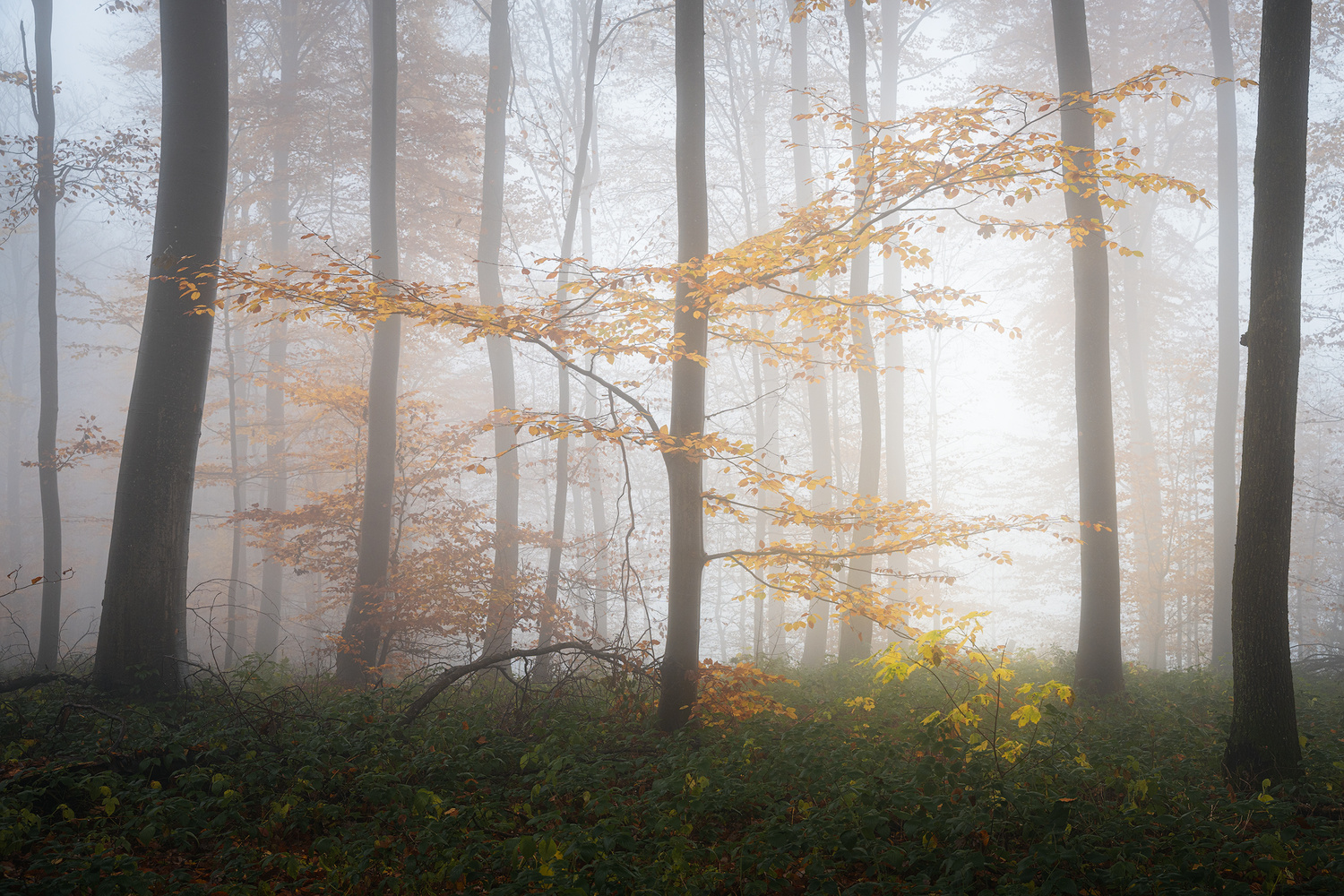 Golden Branches - Benjamin Höger on Fstoppers