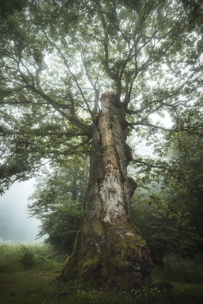 Sleeping Onodrim - Benjamin Höger on Fstoppers