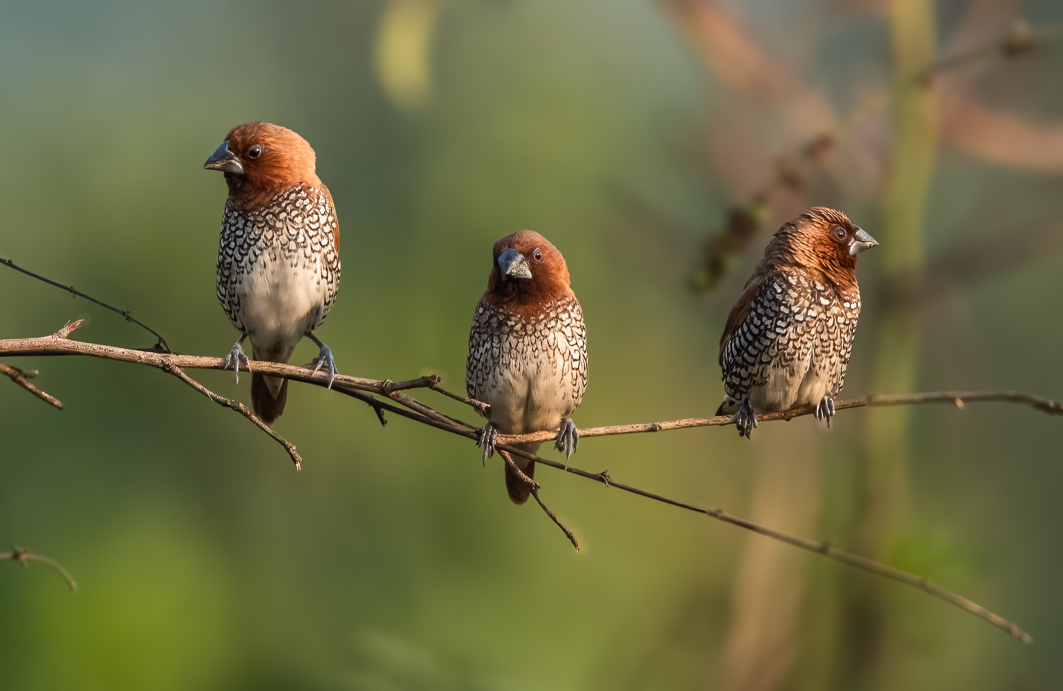 Spotted breasted Munia - DEBASISH BANERJEE on Fstoppers