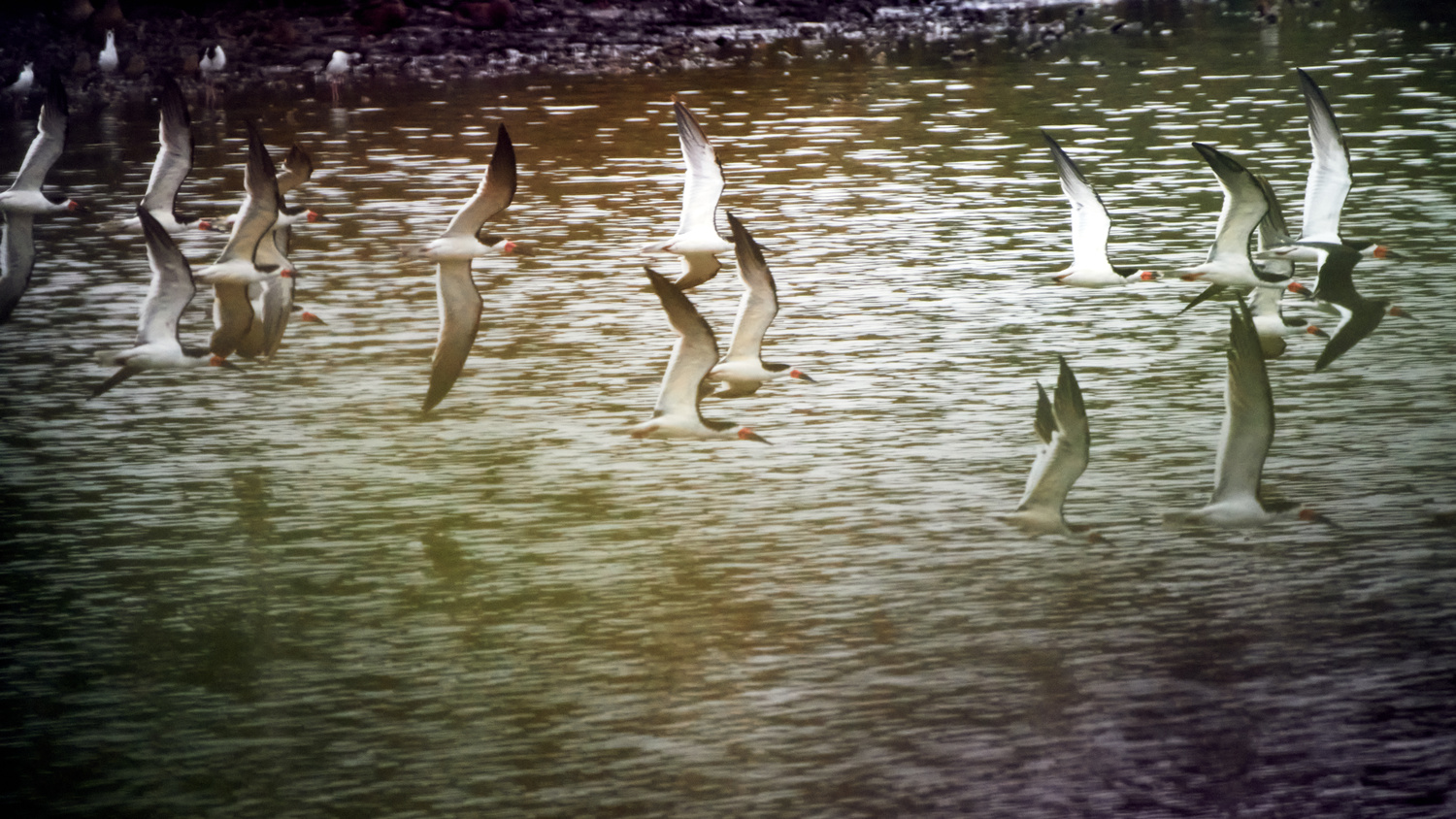 Black Skimmers @ The Andrée Clark Bird Refuge - Frank Ginn on Fstoppers