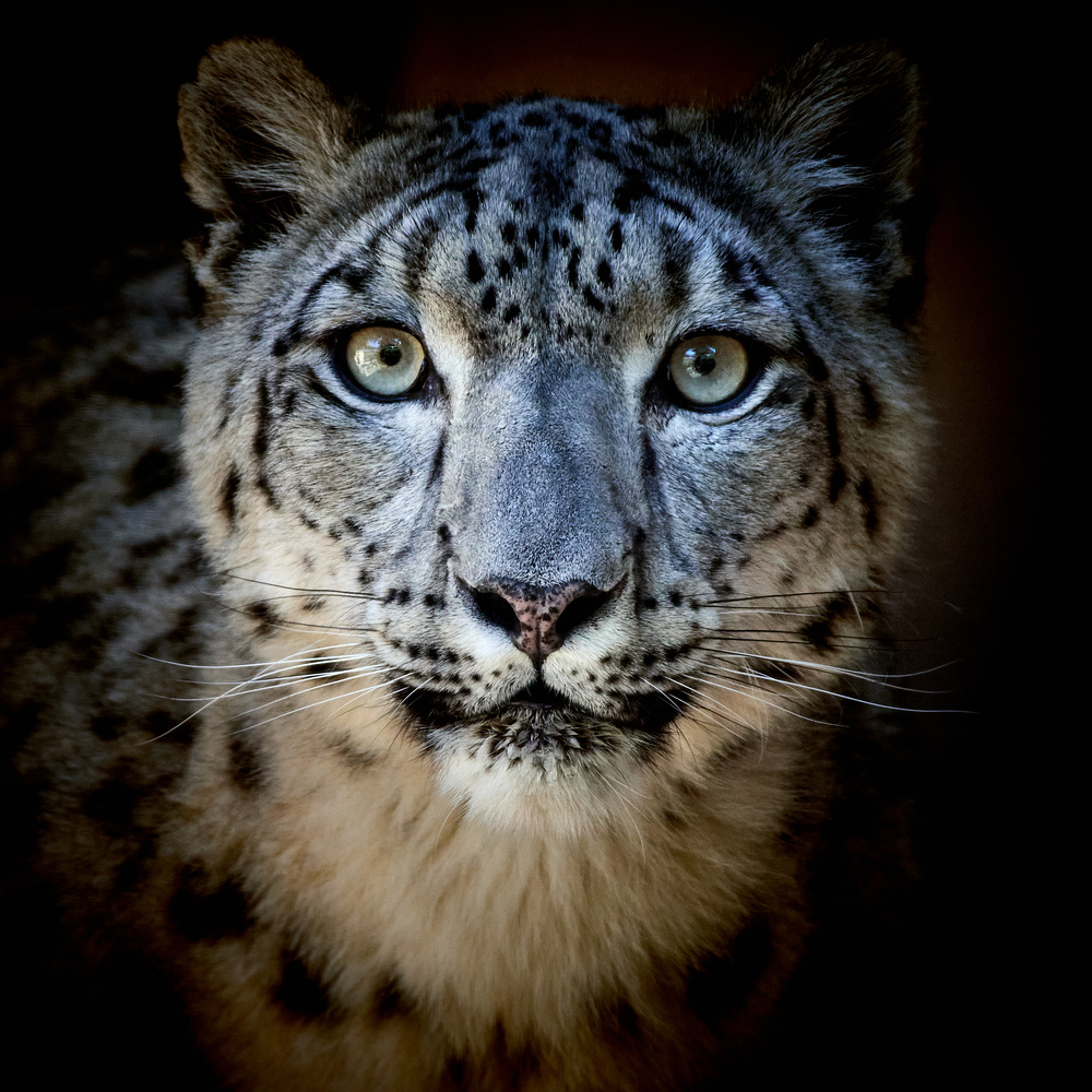 Kisa - Snow Leopard - Frank Ginn on Fstoppers