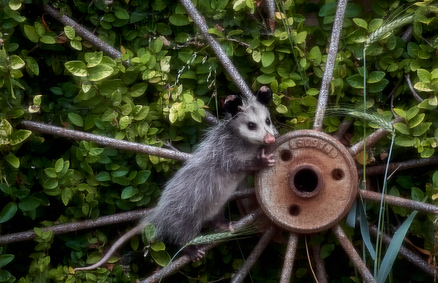 The Curious Interloper - Frank Ginn on Fstoppers