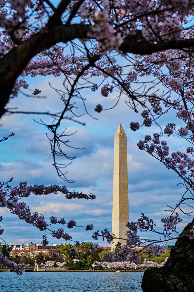 Washington Monument Cherry Blossom Festival 2023 - Frank Ginn on Fstoppers