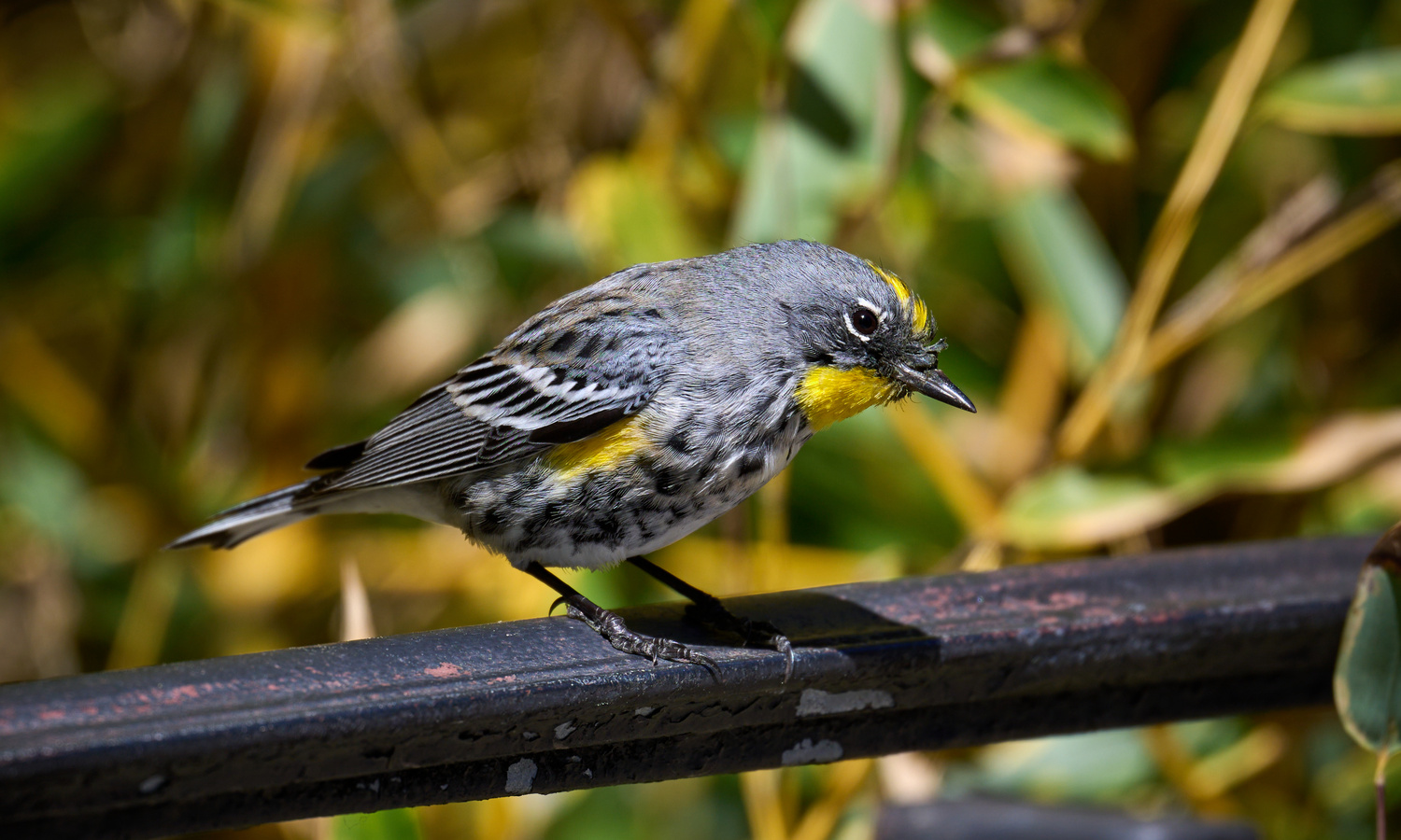 Yellow-rumped Warbler - Santa Barbara - California - Frank Ginn on ...