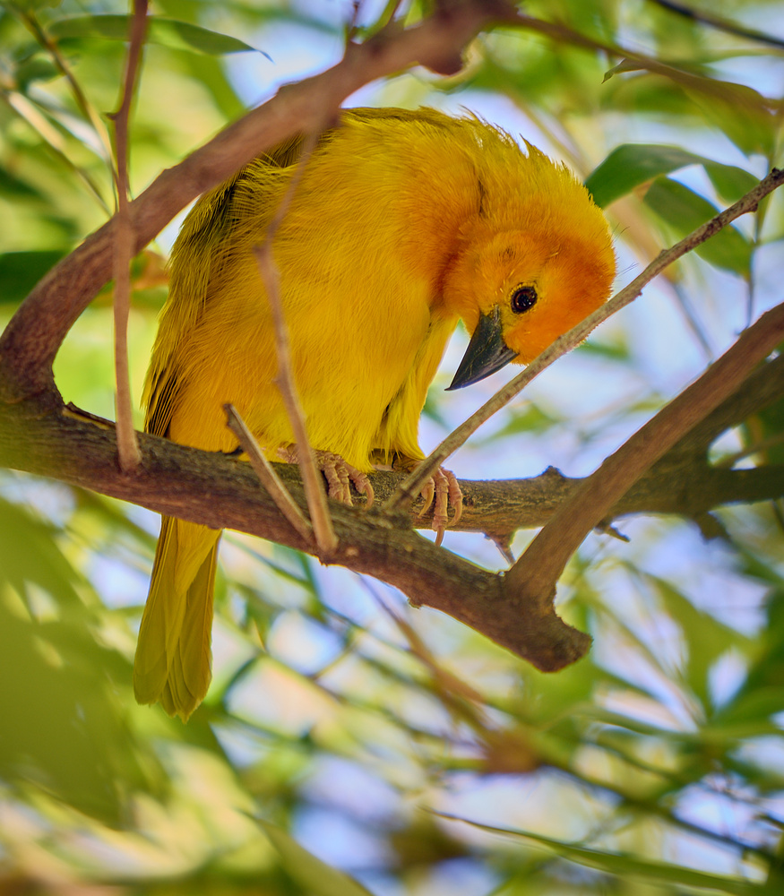 South American Saffron Finch - Reid Park Zoo - Tucson AZ - Frank Ginn ...