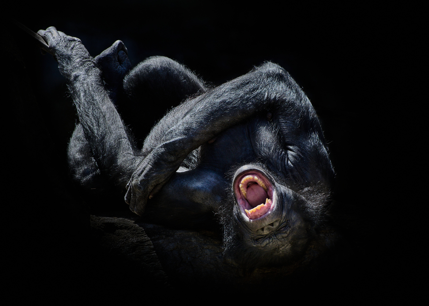 Laughing Bonobo - Fort Worth Zoo - Texas - Frank Ginn on Fstoppers