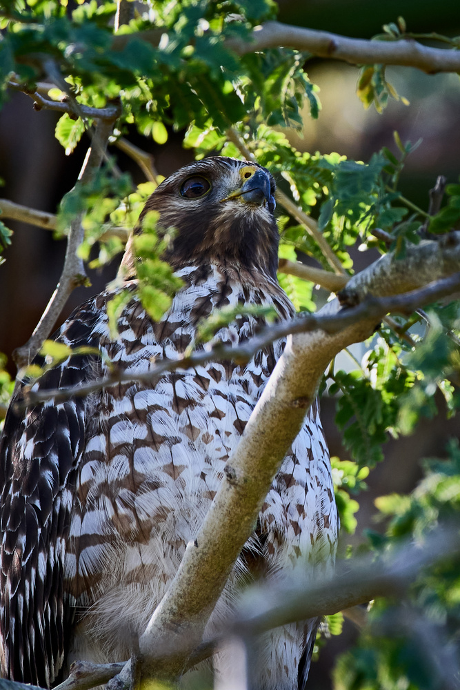 A Scouting Hawk - Santa Barbara - Frank Ginn on Fstoppers