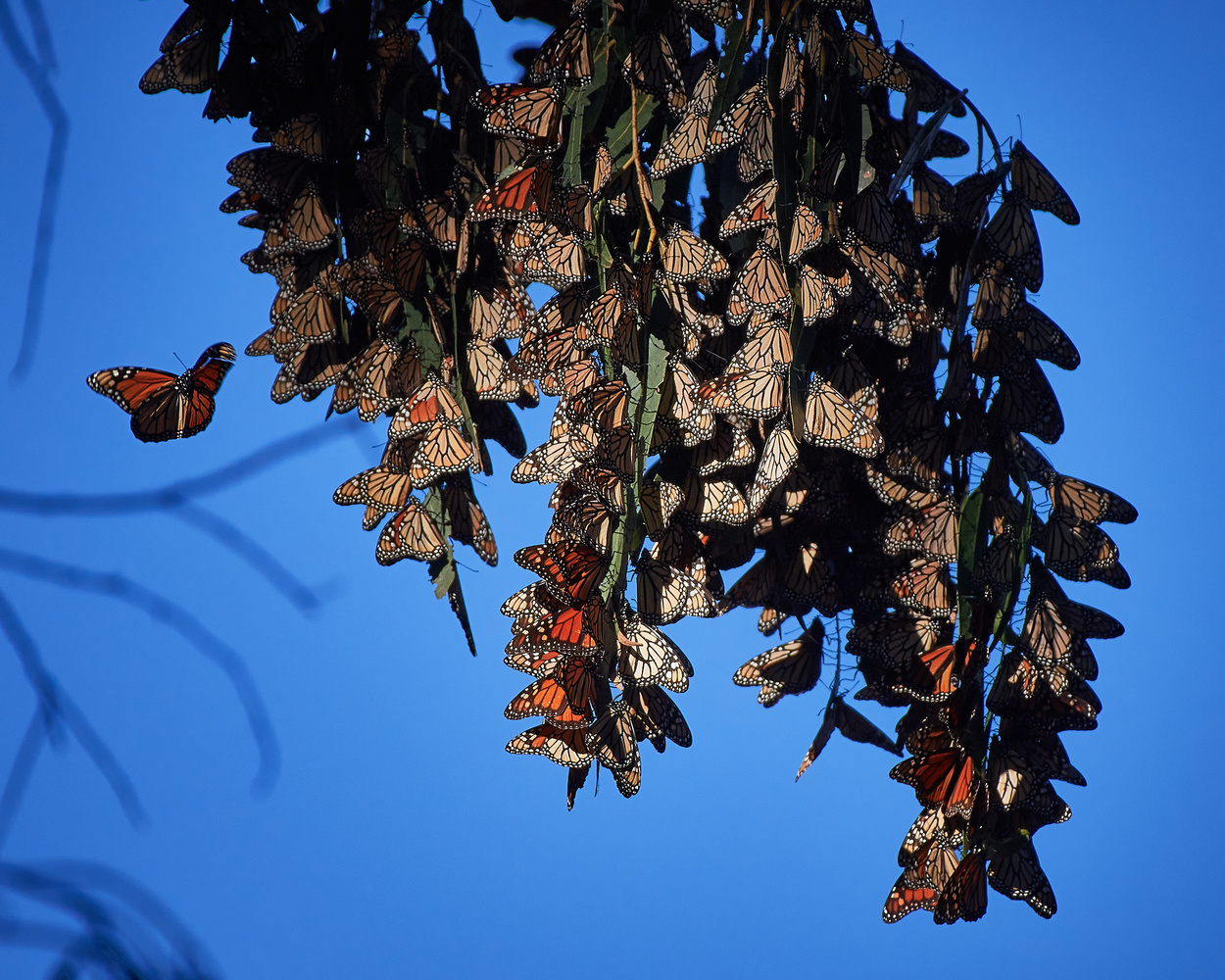 Coming in for a Landing - Frank Ginn on Fstoppers