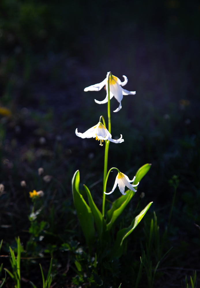 Shallow Depth of Field / Bokeh Contest Entry by Marina Crochet | Fstoppers