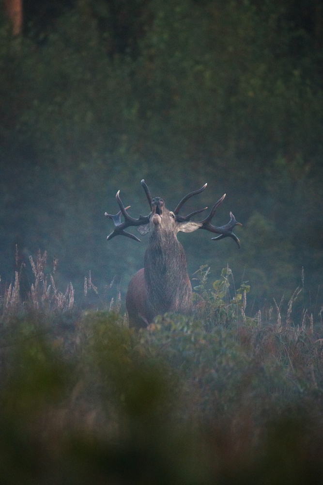 The Roar - Herve Rannu on Fstoppers