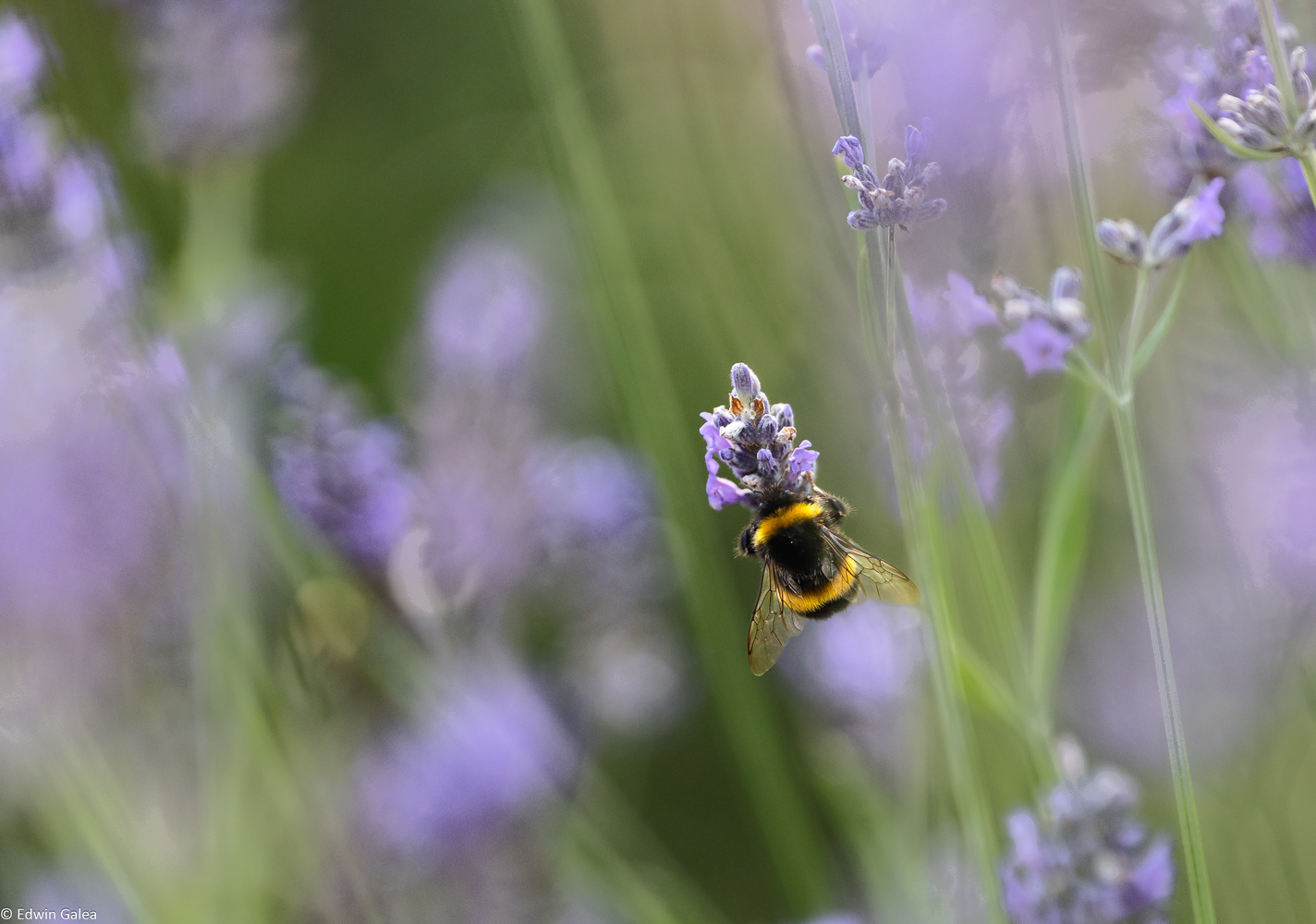 Bee in Lavender - Edwin Galea on Fstoppers