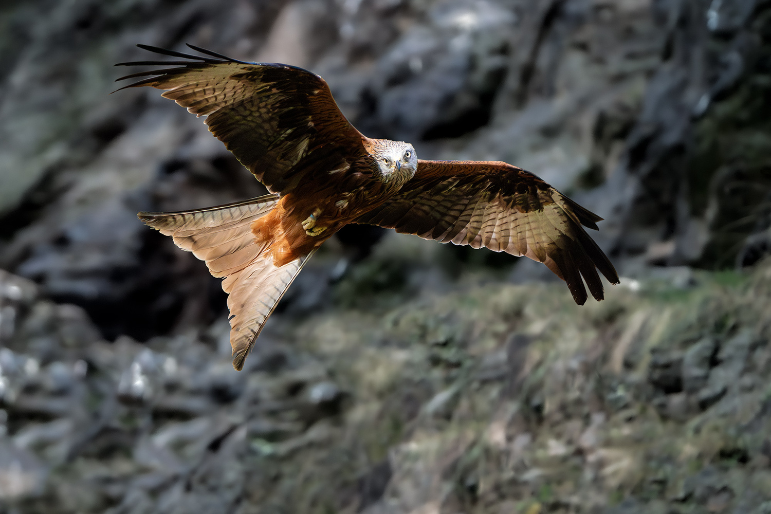 Red kite, Letna, Prague - Matthew Garnett on Fstoppers