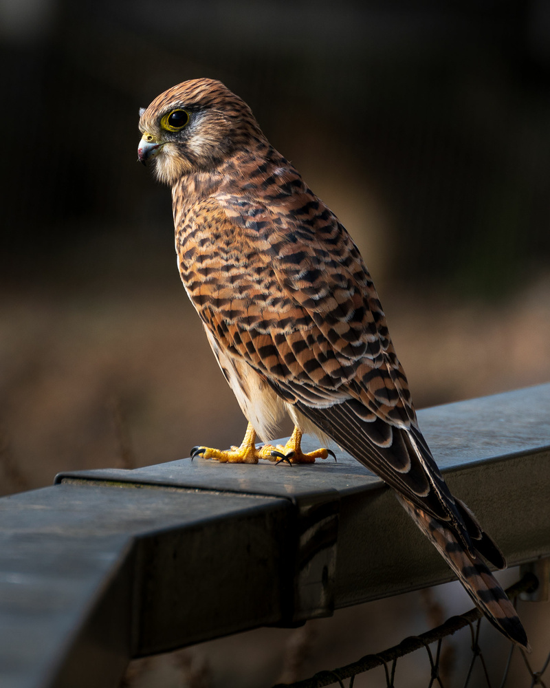 Female kestrel, Prague II - Matthew Garnett on Fstoppers