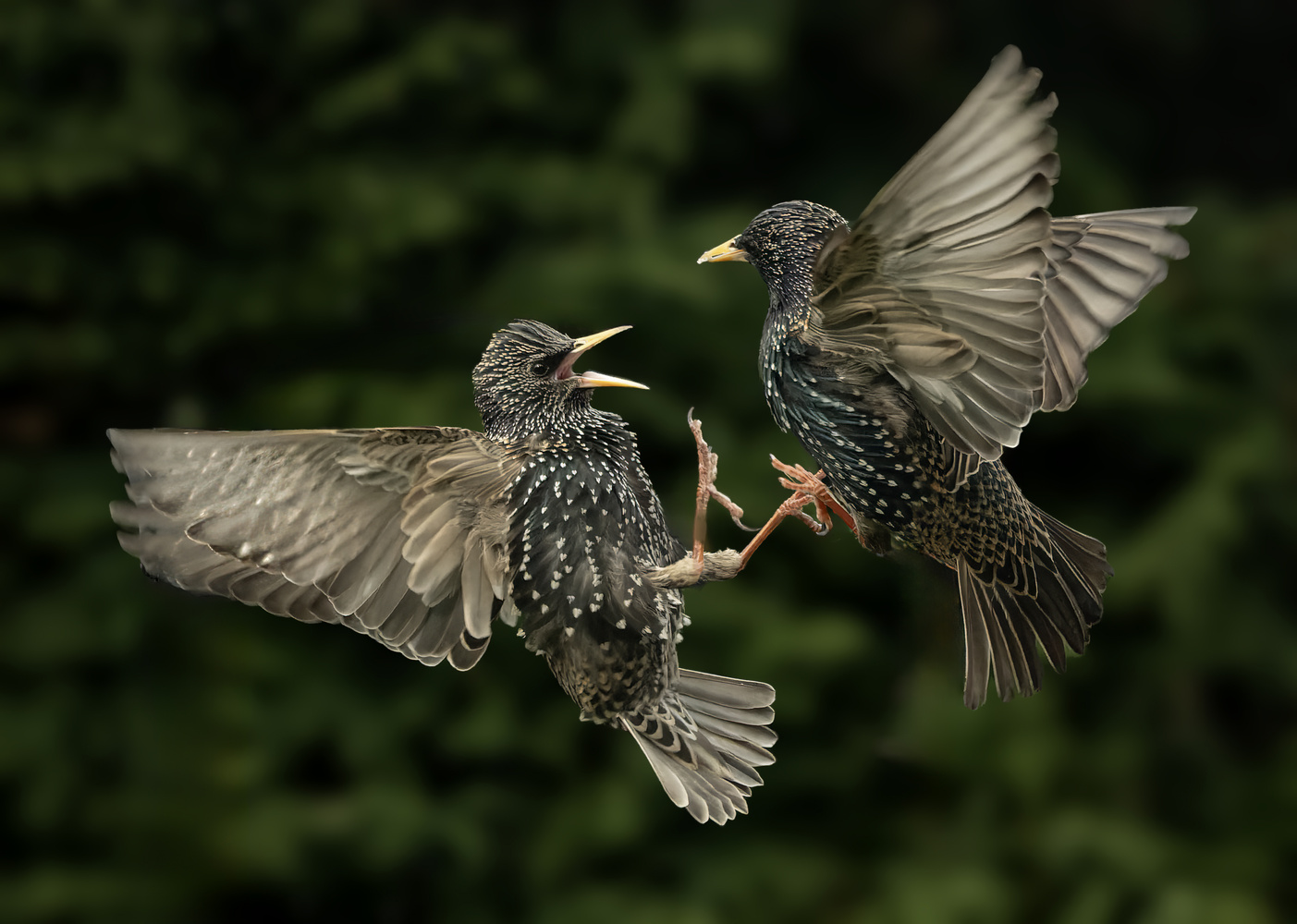 Starlings fighting - Alun Lambert on Fstoppers