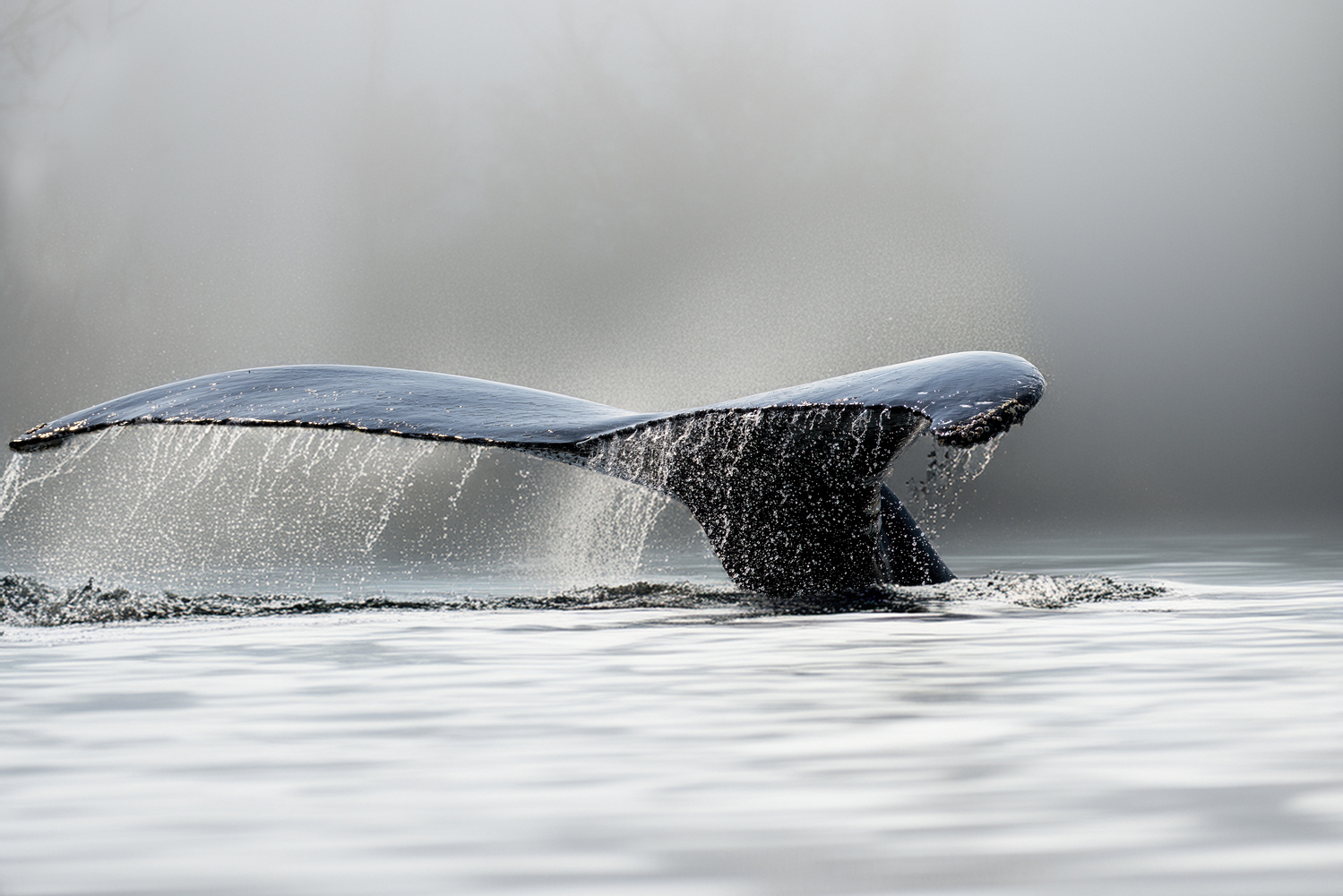 Humpback - Harry Morris on Fstoppers