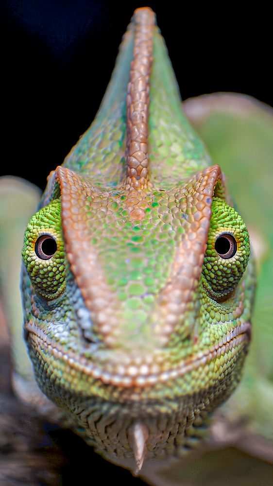Chameleon - Norman Celis on Fstoppers