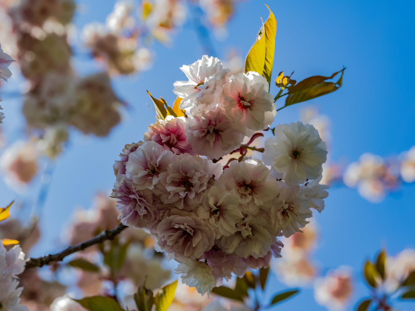 Shallow Depth of Field / Bokeh Contest Entry by Remco Gerritsen | Fstoppers