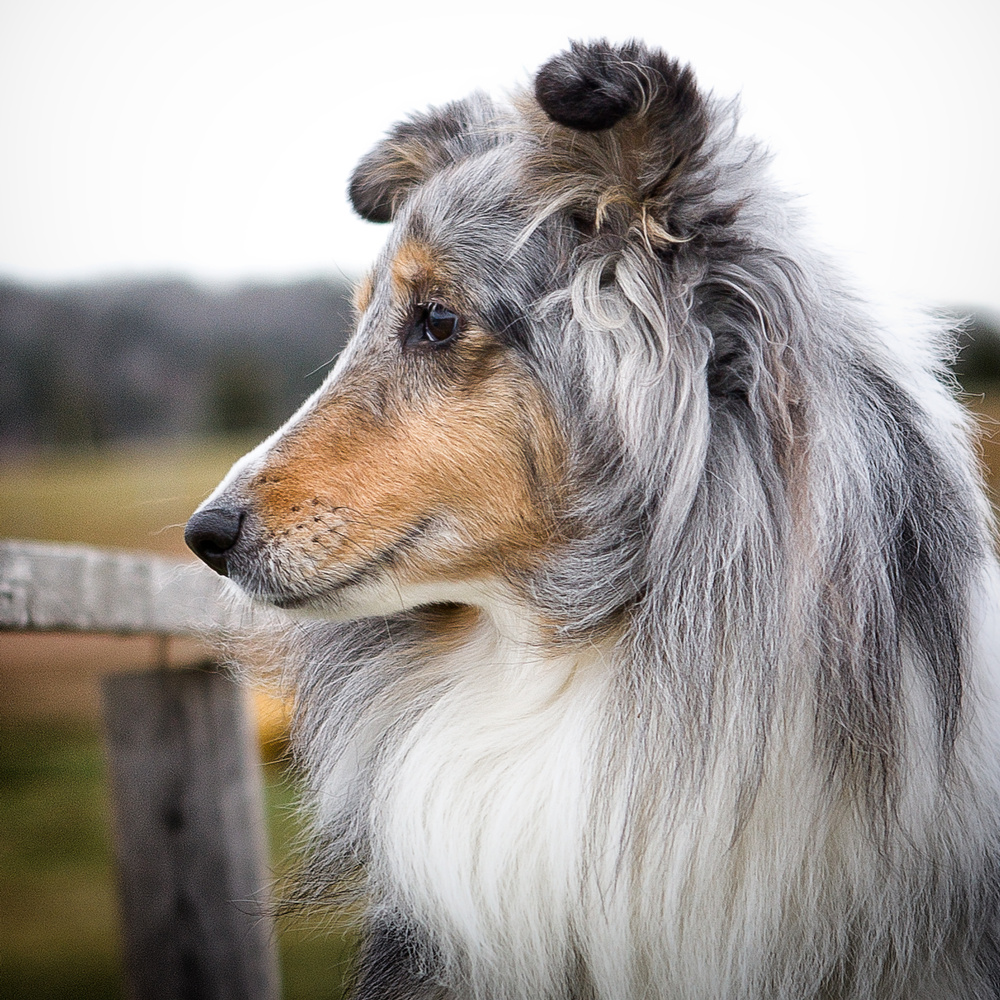Sheltie Portrait by Myra Hencher | Fstoppers