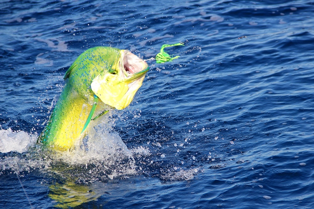 Mahi Mahi - jordan chacon on Fstoppers