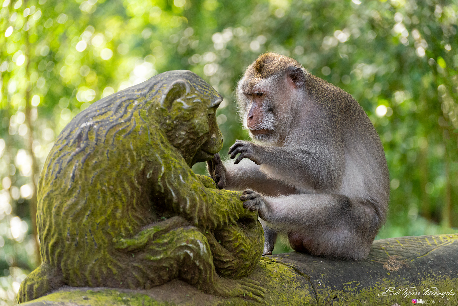 Shallow Depth of Field / Bokeh Contest Entry by Bill Peppas | Fstoppers
