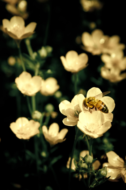 So Bee It - Daniel Bley on Fstoppers