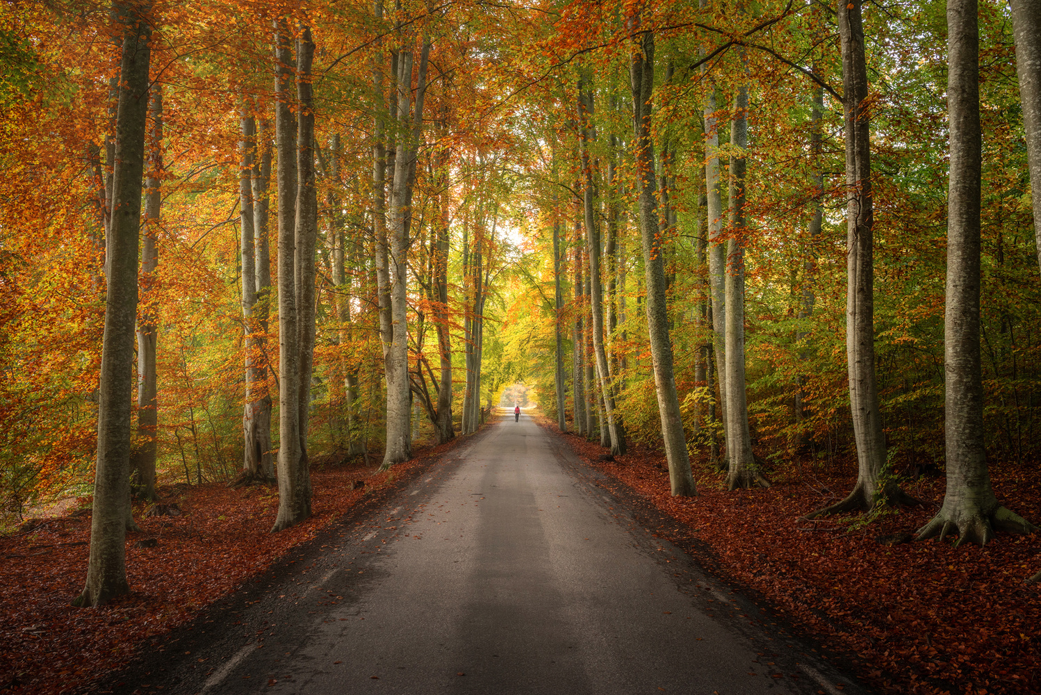 Autumn Road by Philip Slotte | Fstoppers