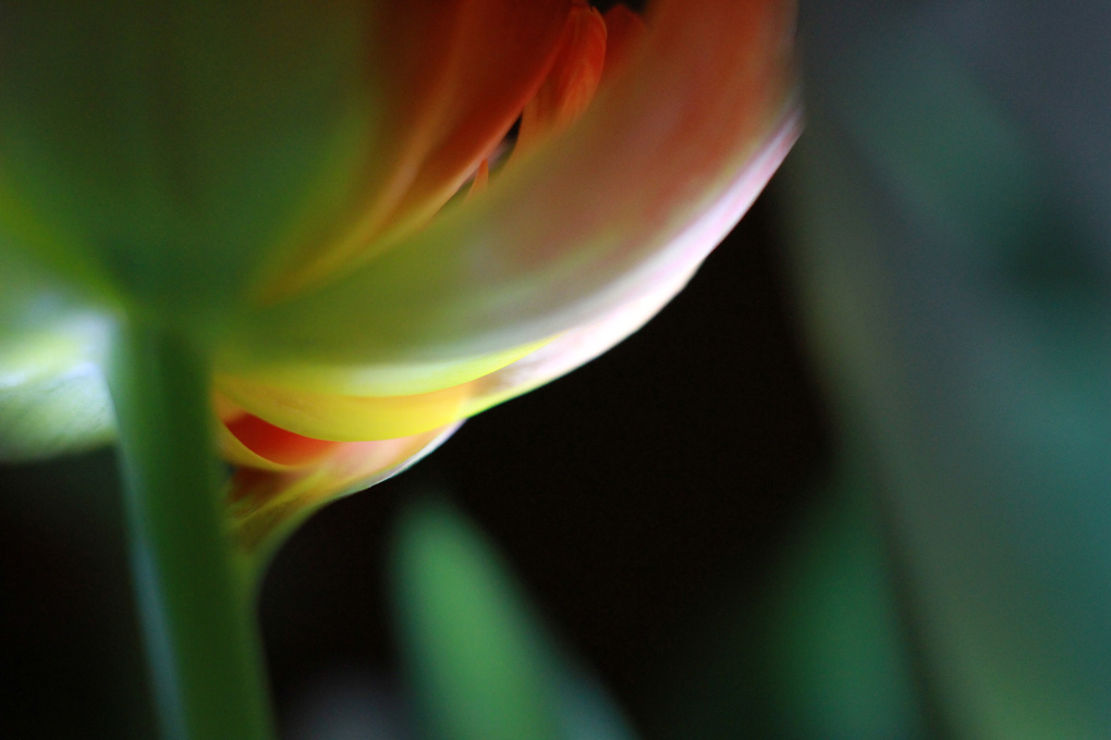 Abstract Macro Flowers 2 - Carlin Felder on Fstoppers