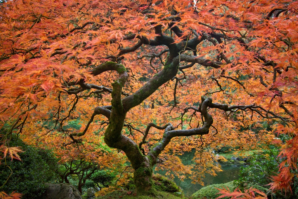 The Iconic Maple - Rob Eakins on Fstoppers