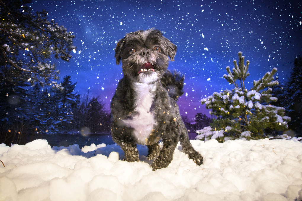 Charlie in the snow - Jordan Pinder on Fstoppers