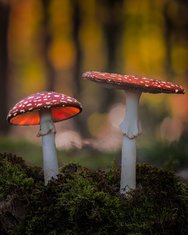 magic toadstool - Marcel Zizkat on Fstoppers