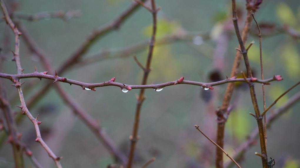 Drops in the Fog - Ramin Danesh on Fstoppers