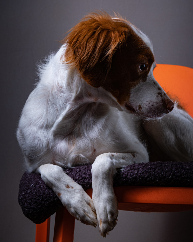 Brittany In Orange - David Oakill on Fstoppers