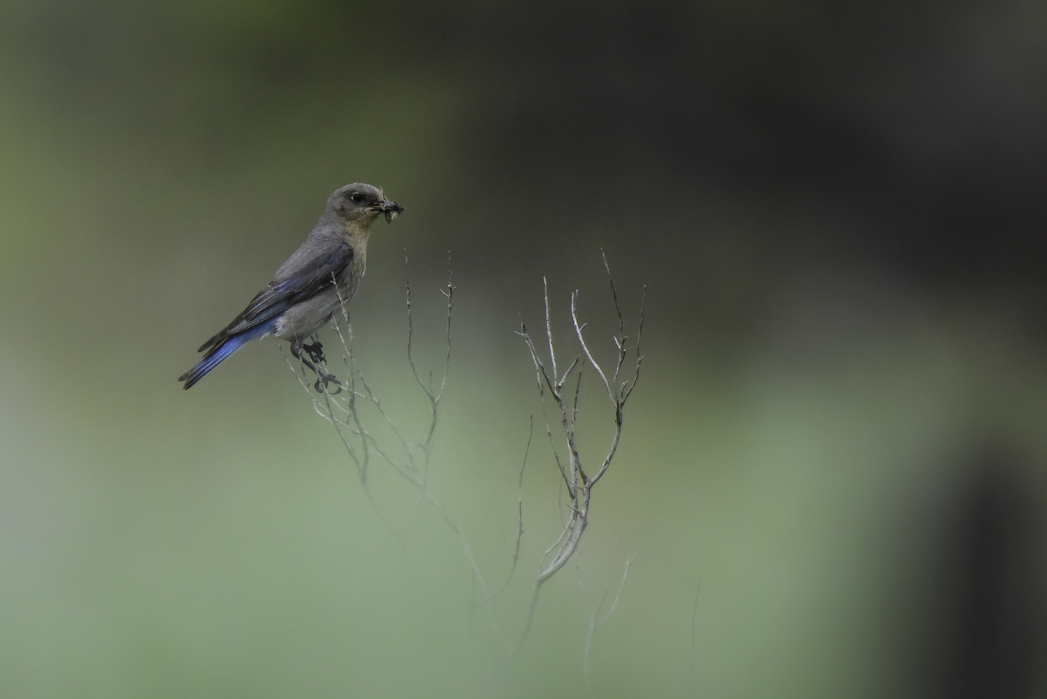 Bluebird and Green Sage by Robbie Keene | Fstoppers