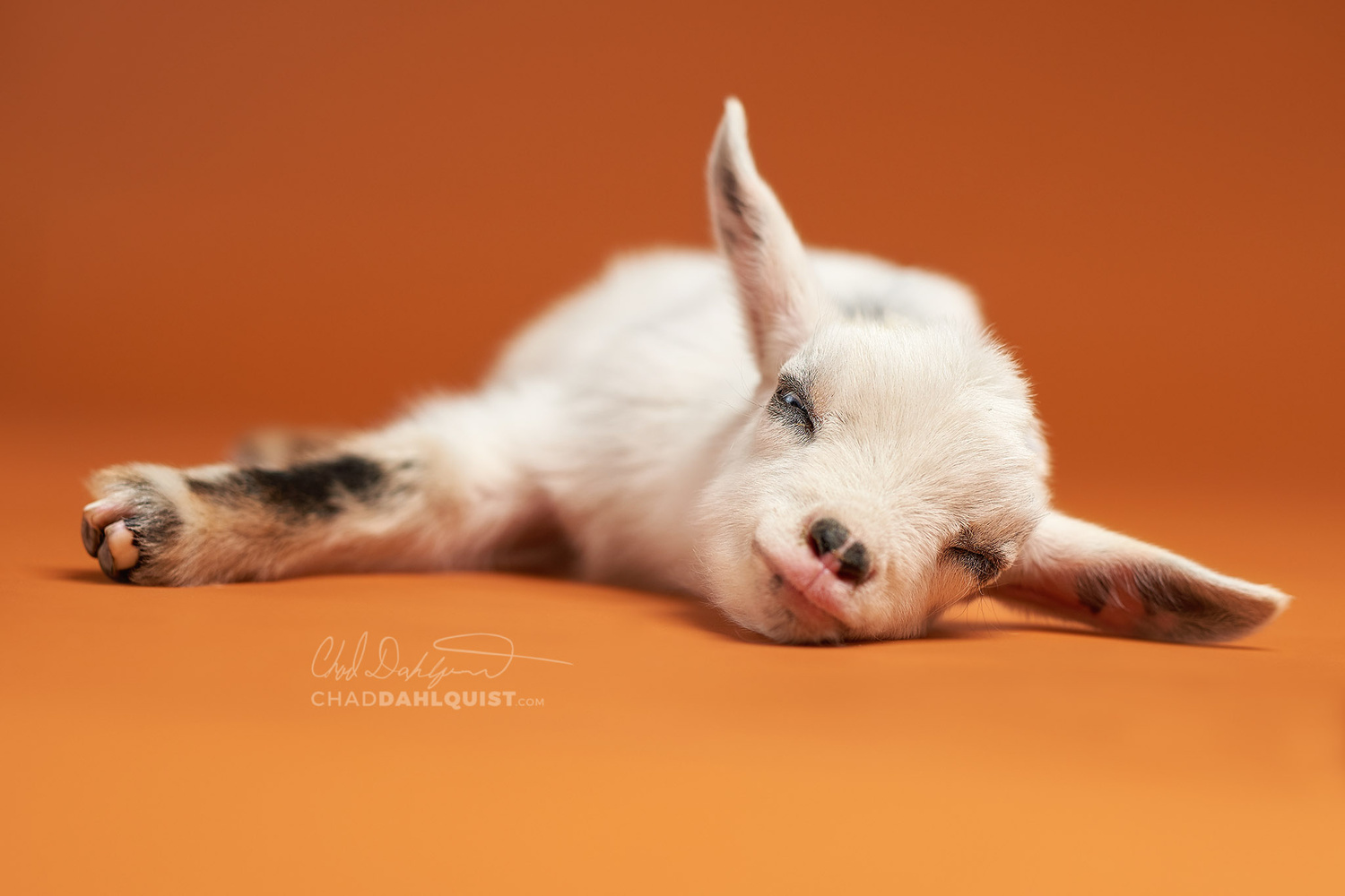 Yoda Goat - Chad D on Fstoppers