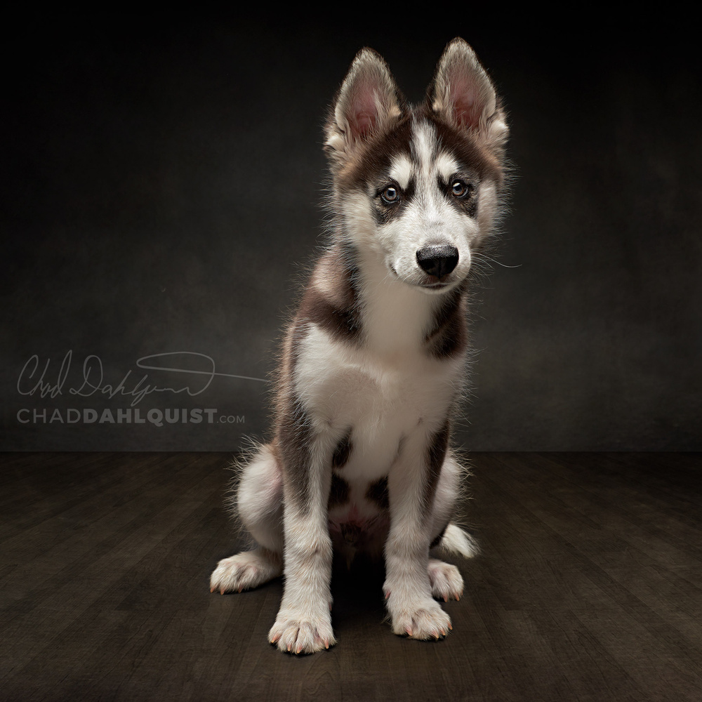 Fuzzy Puppy - Chad D on Fstoppers