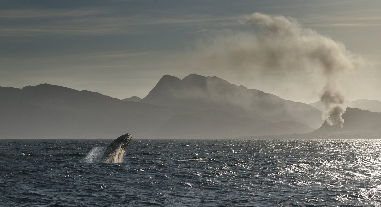 Whale Fire - Darcy Brown on Fstoppers