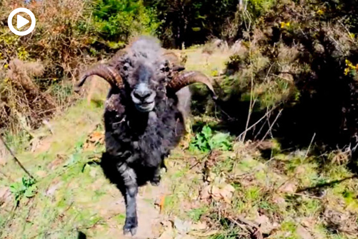 Angry Ram Knocks Drone From Sky And Attacks Photographer | Fstoppers
