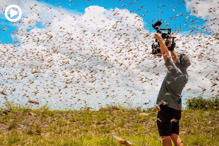 'Planet Earth II' Is BBC's Most Cinematic Series Yet, Here's How ...