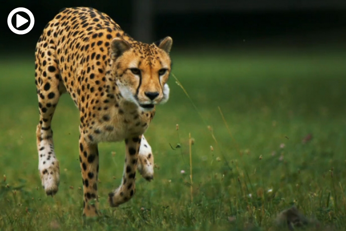 Final National Geographic Phantom Footage of Slow Motion Cheetah ...